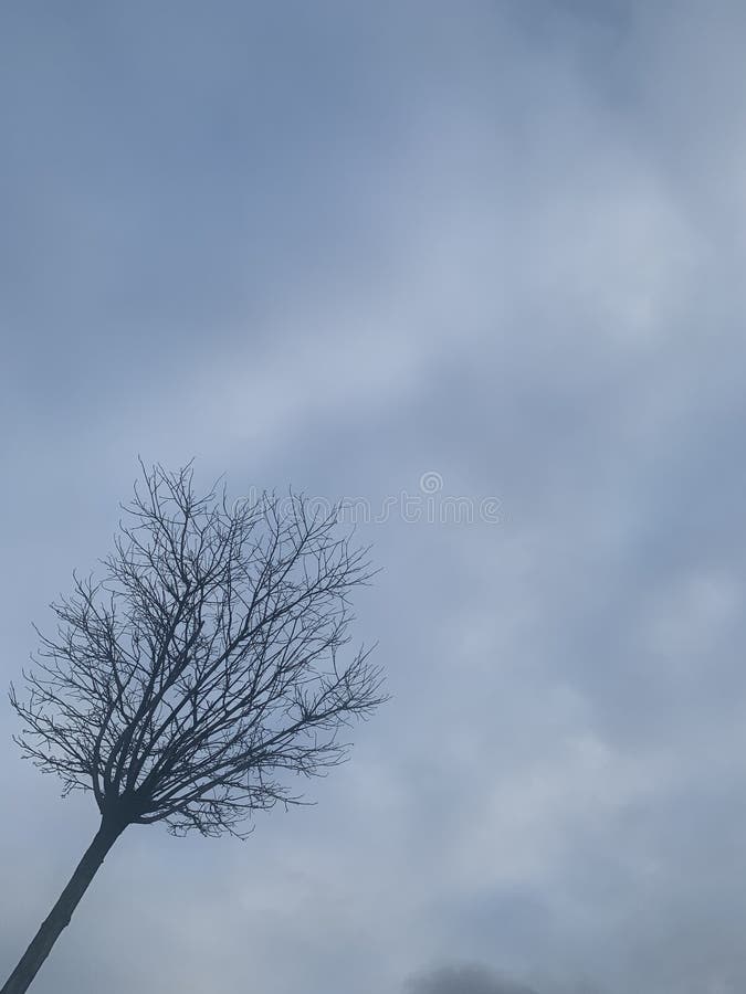 Vertical Shot of a Bold Tree in a Dark Sky Stock Photo - Image of city ...