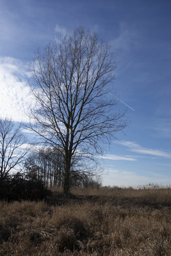 Vertical Shot of Bold Trees Growing in a Grass Field Stock Photo ...
