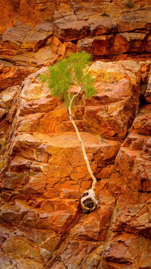 Vertical Shot of a Bonsai Tree Growing in a Cliff Stock Image - Image ...