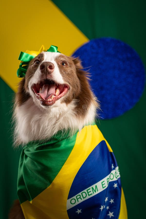 Vertical Shot of a Border Collie Wrapped in a Brazil Flag Stock Photo ...