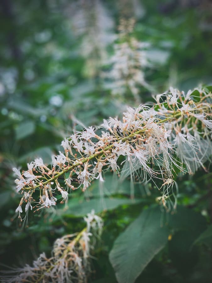 Vertical Shot of a Bottlebrush Buckeye (Aesculus Parviflora) Plant ...