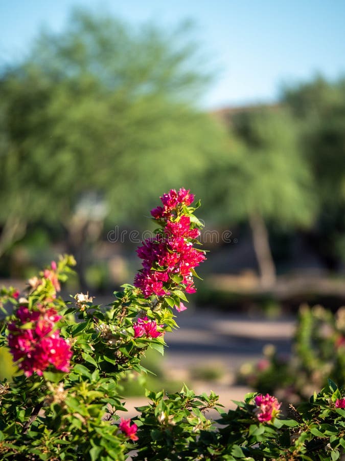 Vertical Shot of the Bougainvillea Glabra Plant Stock Photo - Image of ...