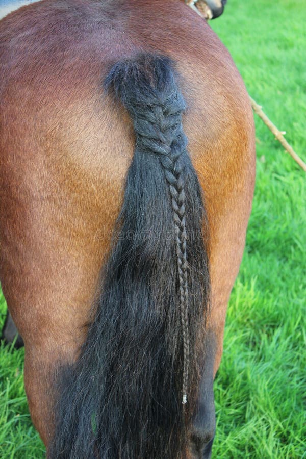 Vertical Shot of a Braided Horse Tail Stock Image - Image of back ...