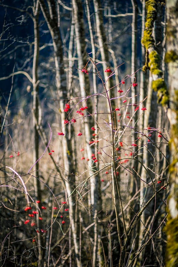 Vertical Shot of a Branch of a Cranberry in the Forest with Leafless ...