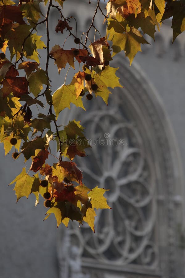 Vertical Shot of the Branch of a Tree Behind a Building Stock Image ...