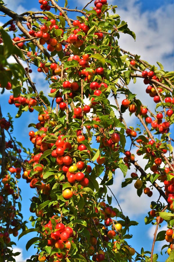 164 Wax Cherry Flower Stock Photos - Free & Royalty-Free Stock Photos ...