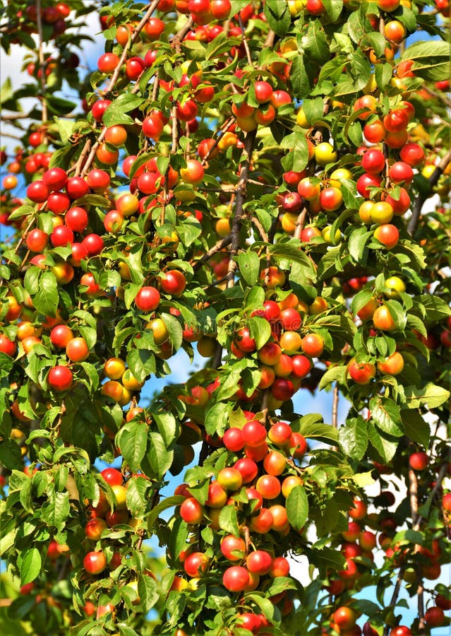 Vertical Shot of a Branch with Wax Cherry Fruits Stock Image - Image of ...