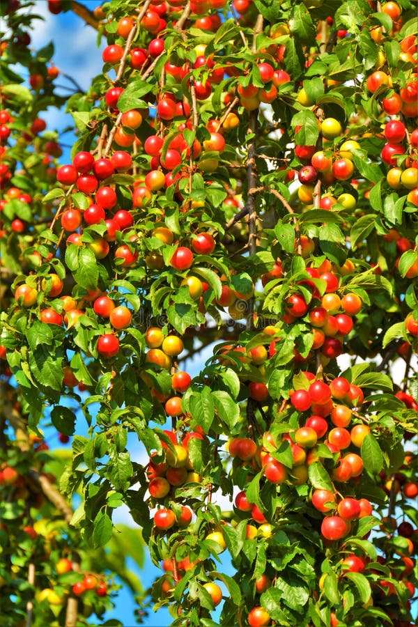 Vertical Shot of a Branch with Wax Cherry Fruits Stock Photo - Image of ...