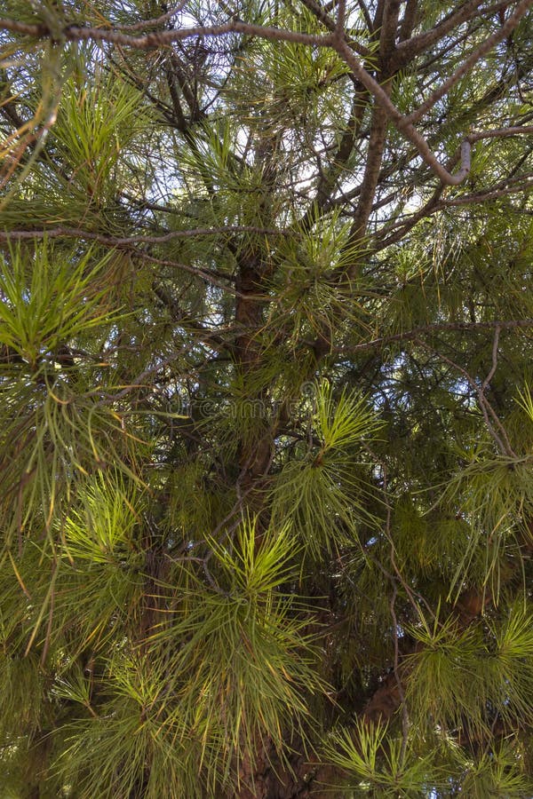 Vertical Shot of the Branches of a Pine Tree Stock Image - Image of ...