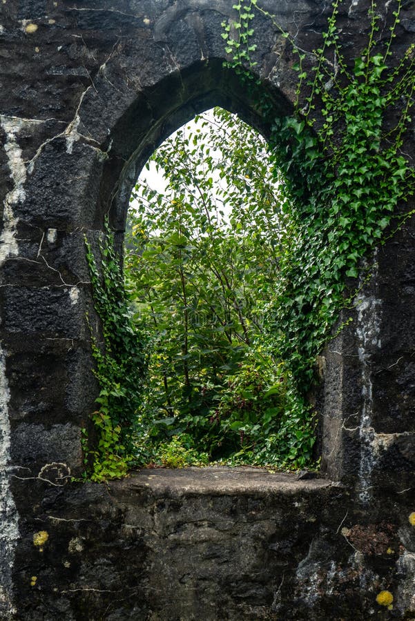 Vertical Shot of the Branches of a Tree Growing Inside the Window of an ...
