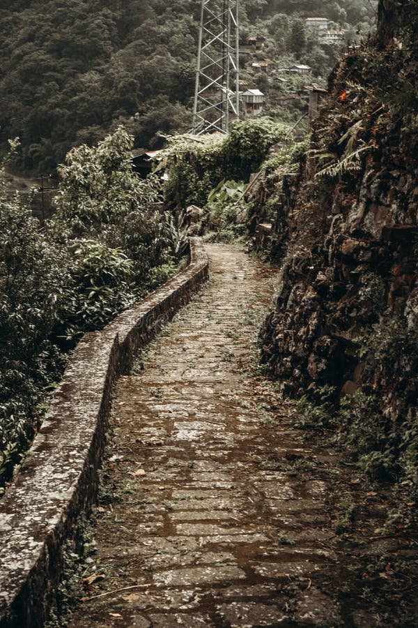 Vertical Shot of Brick Pathway in the Forest Stock Image - Image of ...