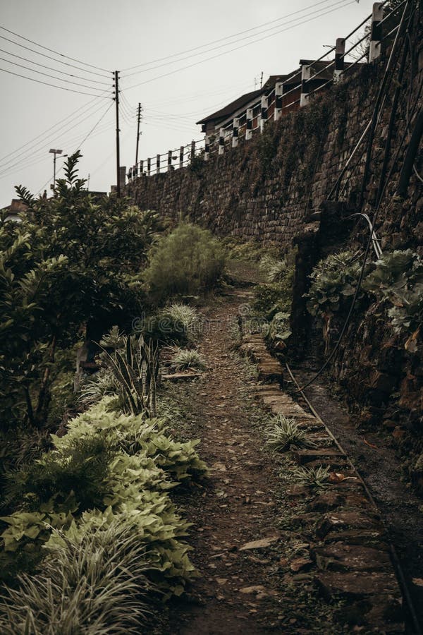Vertical Shot of Brick Pathway in the Forest Stock Image - Image of ...