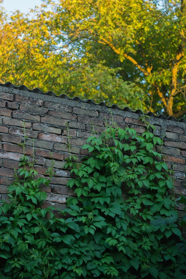 Vertical Shot of a Brick Wall with Leaves Growing on it Stock Image ...
