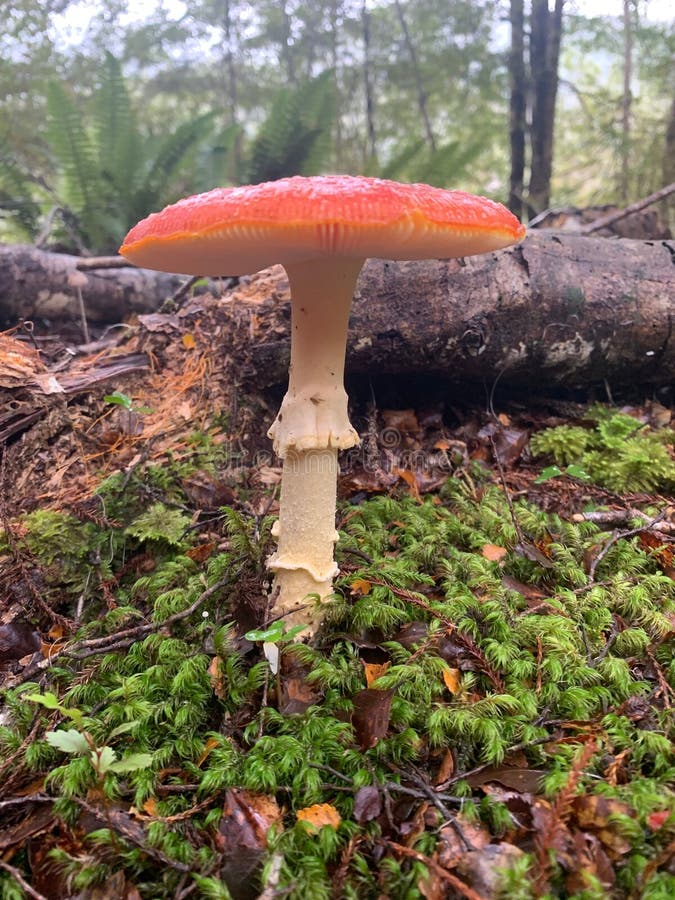 Vertical Shot of a Bright Orange Mushroom Growing in a Forest Stock ...