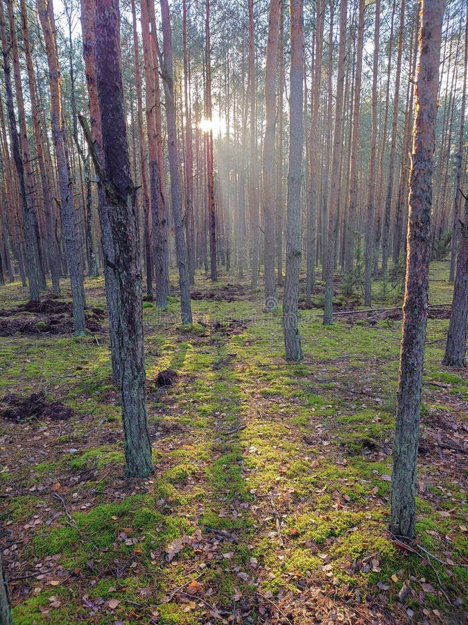 Vertical Shot of Bright Sun Rays Shining through Spruce Forest during ...