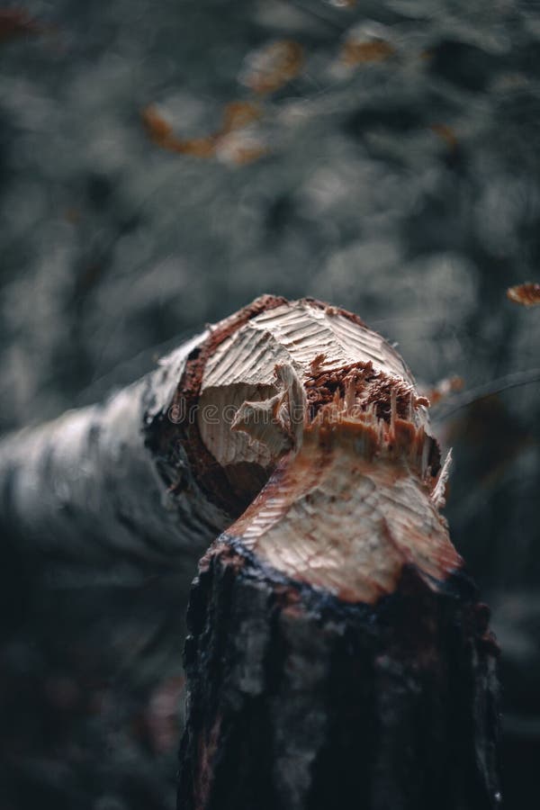Vertical Shot of a Broken Branch after Cutting Stock Image - Image of ...