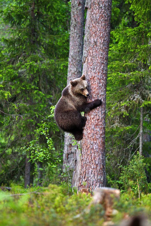 Vertical Shot of a Brown Bear Climbing a Tree in a Forest in Finland ...