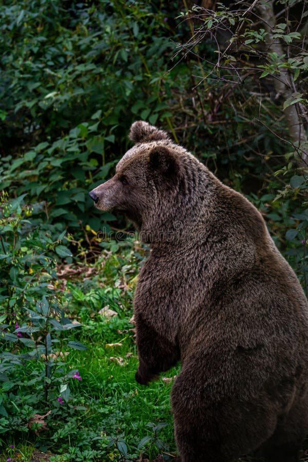 Vertical Shot of a Brown Bear in a Forest during the Day Stock Image ...