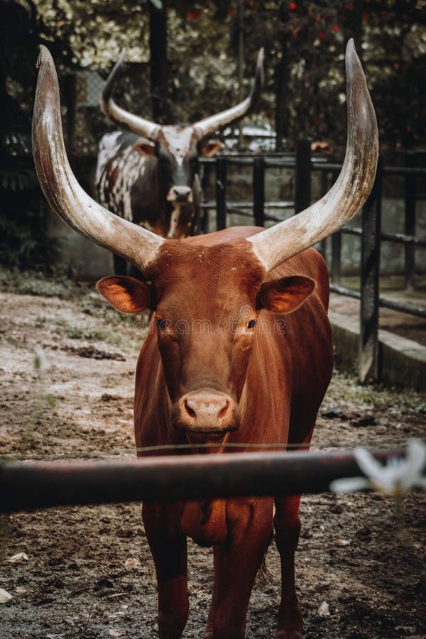 Vertical Shot of a Brown Bull in a Pasture Stock Photo - Image of face ...