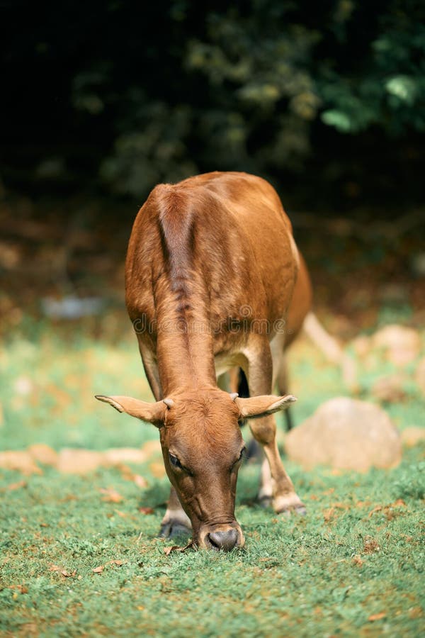 Vertical Shot of a Brown Cow, Bos Taurus, Pasturing in a Field Stock ...
