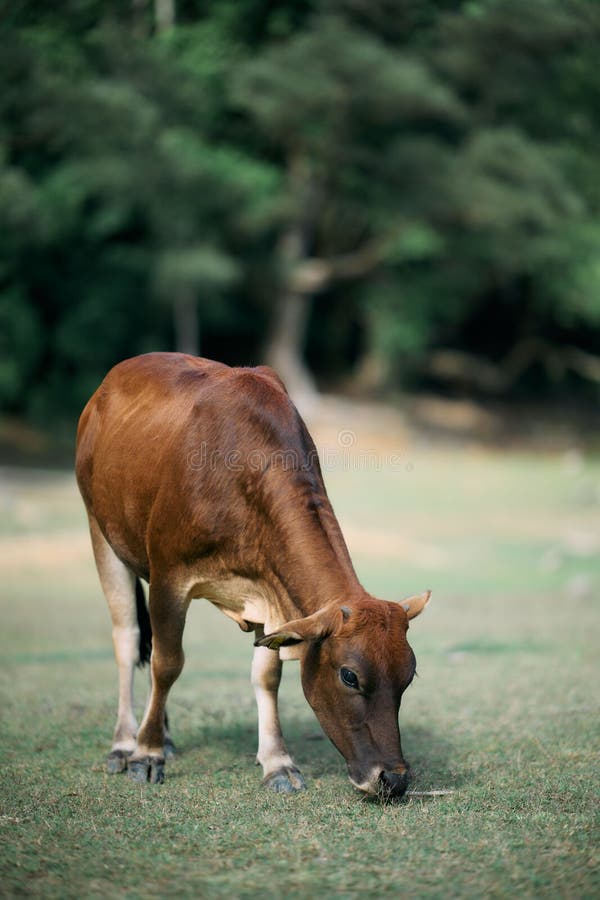 Vertical Shot of a Brown Cow, Bos Taurus, Pasturing in a Field Stock ...