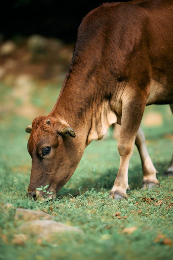 Vertical Shot of a Brown Cow, Bos Taurus, Pasturing in a Field Stock ...