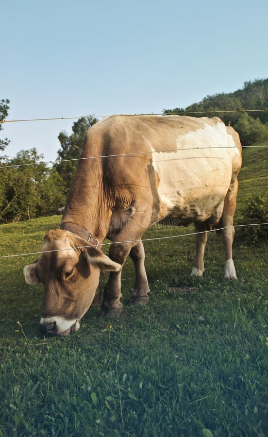 Vertical Shot of a Brown Cow in a Grass Field Stock Image - Image of ...