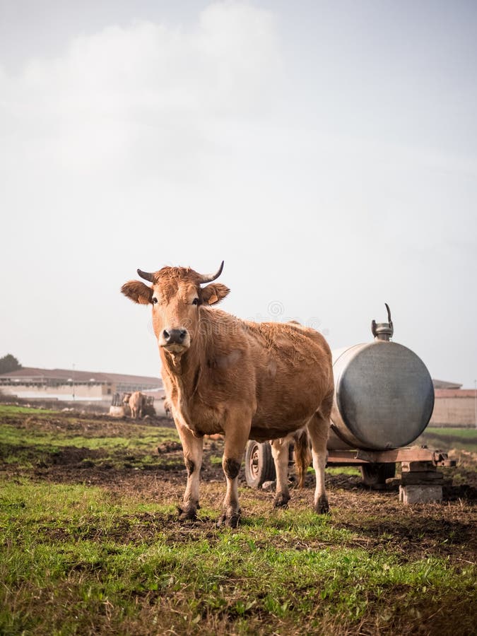 Vertical Shot of a Brown Cow Standing in the Farm Stock Image - Image ...