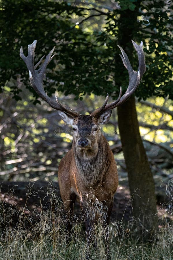 Vertical Shot of a Brown Deer with Long Antlers on a Park Clearing ...