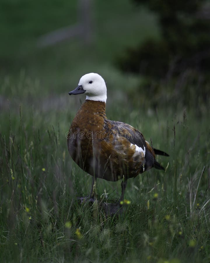Brown Head Duck stock image. Image of wildlife, beak - 27292791