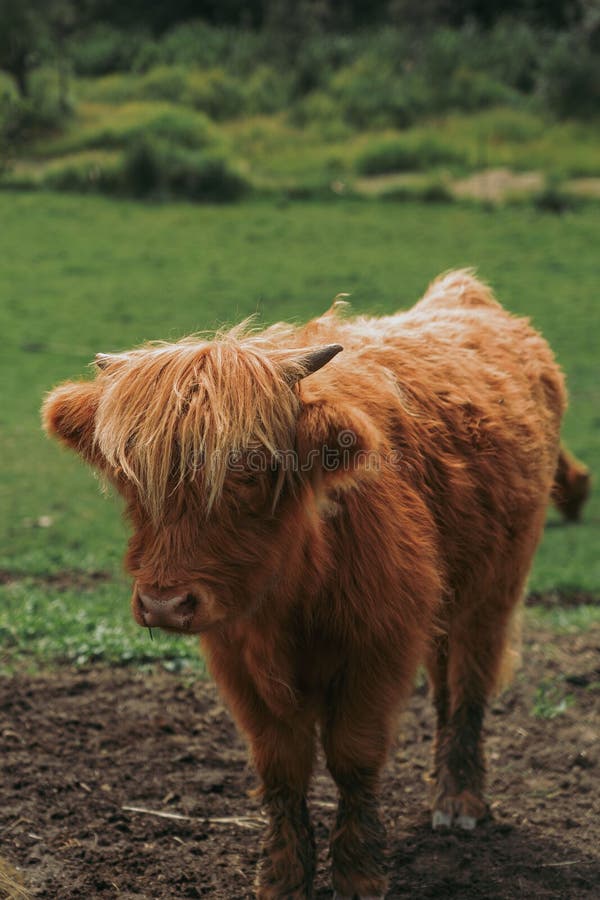 Vertical Shot of a Brown Fluffy Bull in a Pasture Stock Photo - Image ...