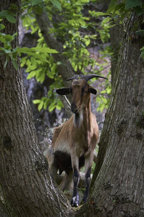 Vertical Shot of a Brown Goat Standing in the Middle of Trees in a ...