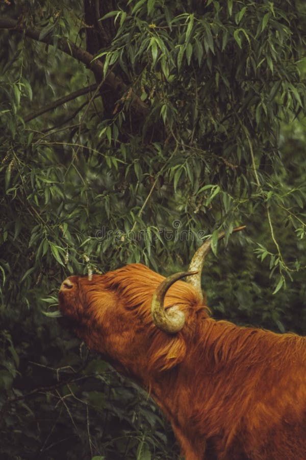 Vertical Shot of a Brown Highland Bull Eating Tree Leaves Stock Image ...