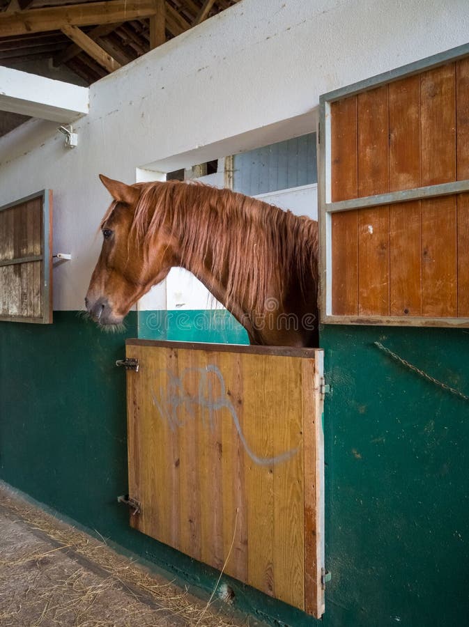 Vertical Shot of a Brown Horse in the Cage during Daytime Stock Image ...
