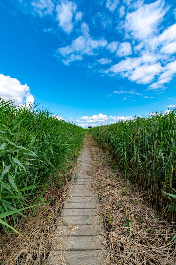 Vertical Shot of a Brown Path Leading through a Green Tall Grass Field ...