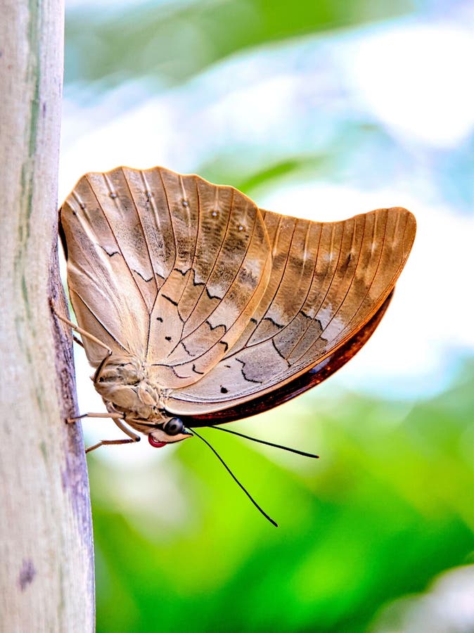 Vertical Shot of a Brown Prepona Butterfly on a Wooden Surface Stock ...