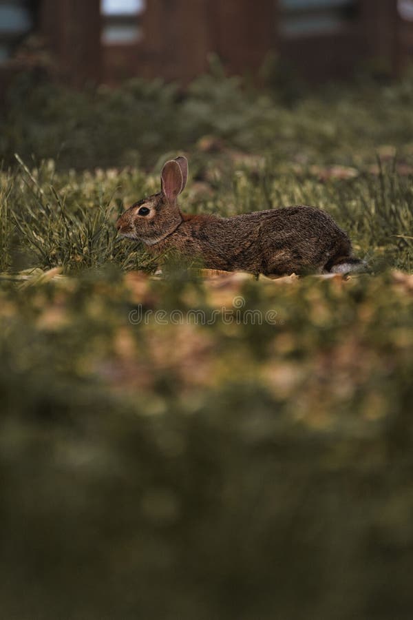 Vertical Shot of a Brown Rabbit on a Green Field Stock Photo - Image of ...