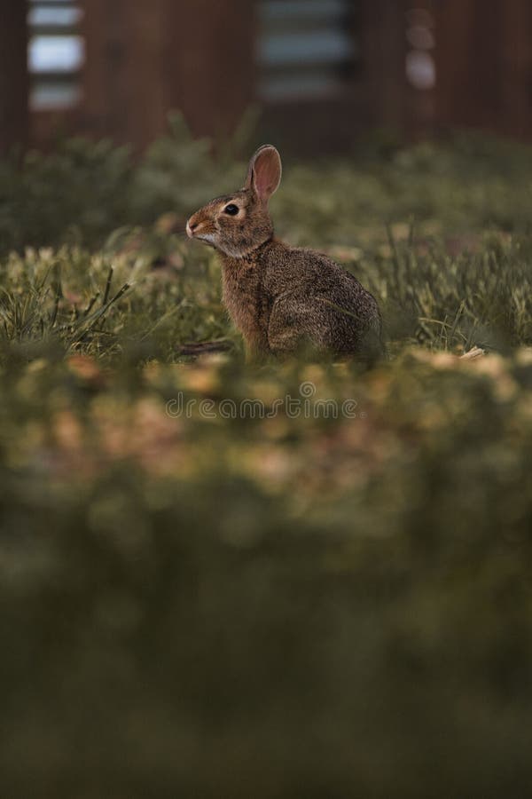 Vertical Shot of a Brown Rabbit on a Green Field Stock Image - Image of ...