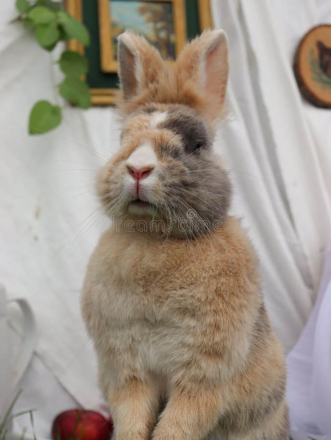 Vertical Shot of a Brown Rabbit Looking Directly at the Camera, with a ...
