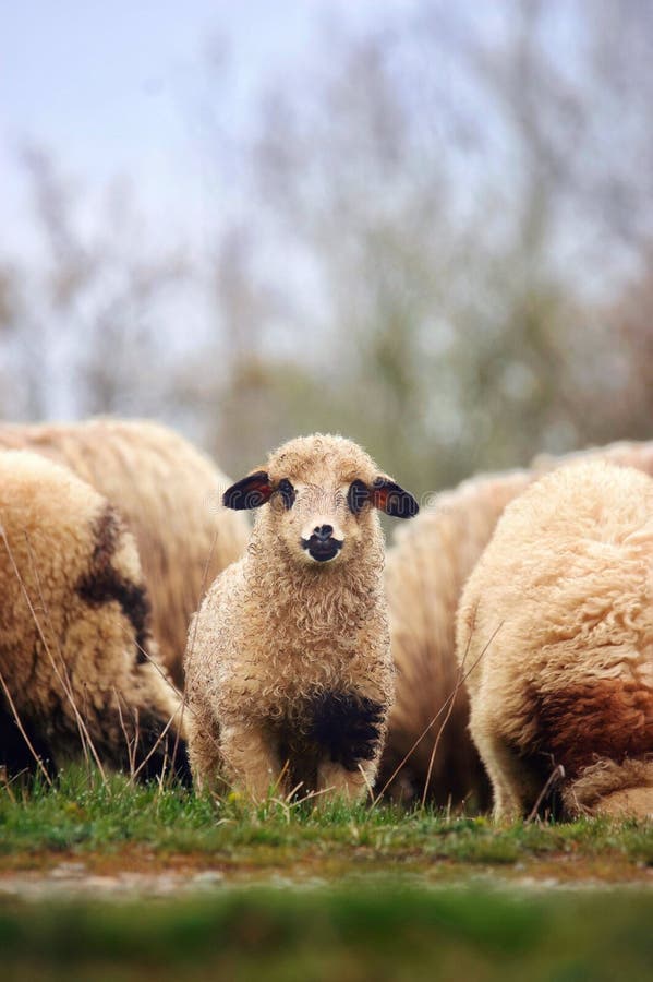 Vertical Shot of a Brown Sheep among a Herd Looking at the Camera Stock ...