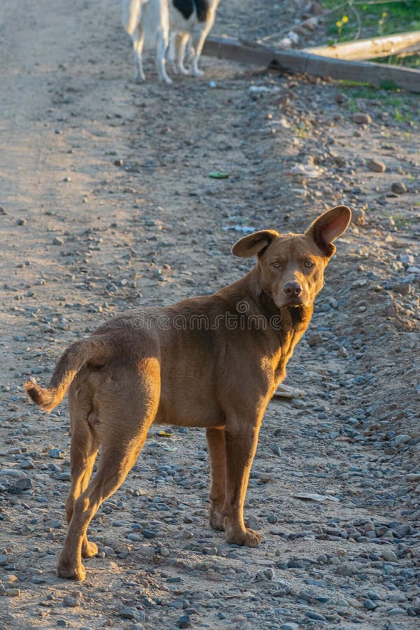 Vertical Shot of a Brown Street Dog Stock Image - Image of brown, sand ...