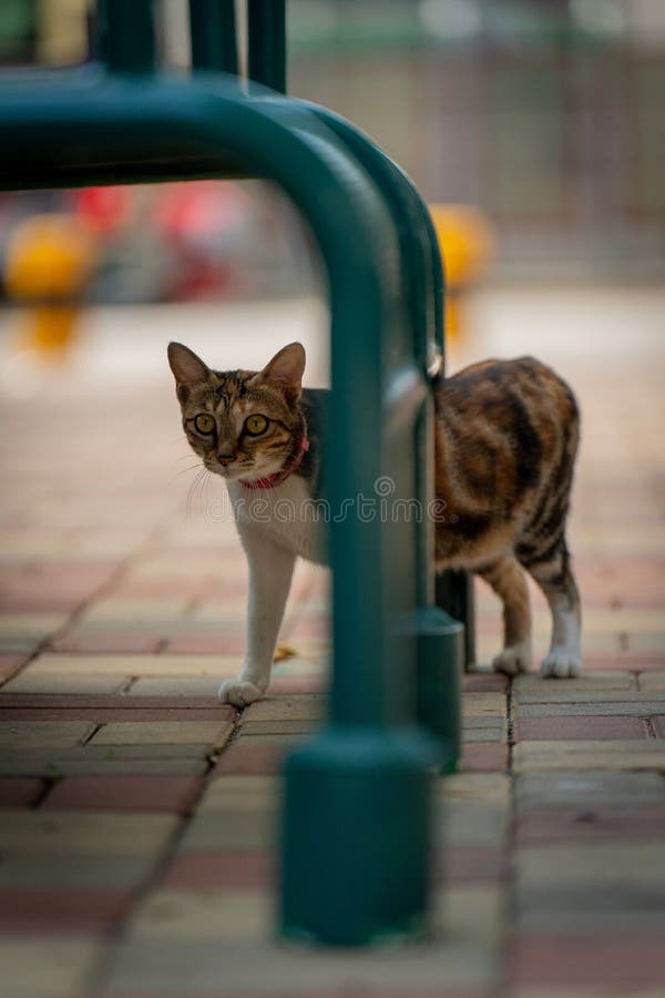 Vertical Shot of a Brown and White Cat Hiding Underneath a Bench Stock ...