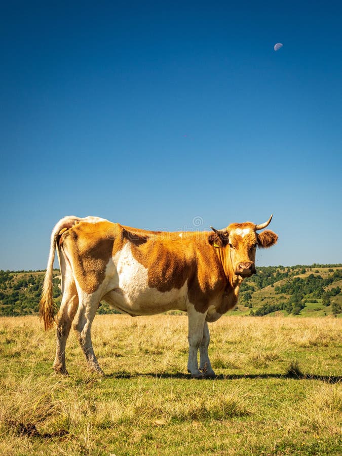 Vertical Shot of a Brown and White Cow Standing on Green Grass in a ...