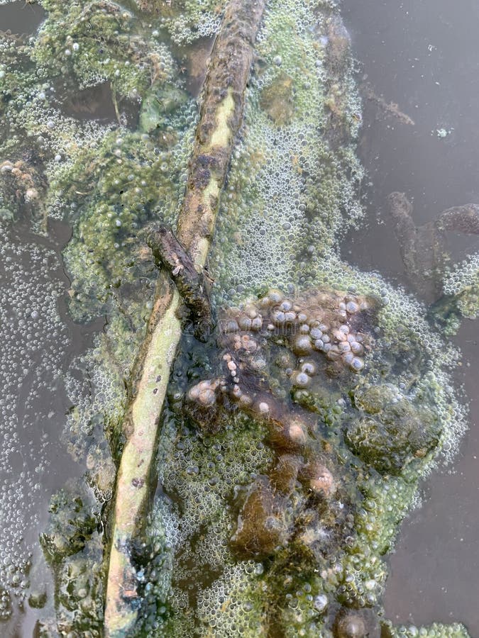 Vertical Shot of Bubbles on Swamp Water Surface Stock Image - Image of ...
