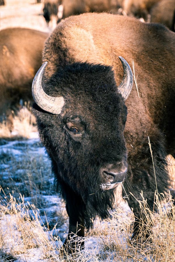 395 Big Bull Vertical Photos - Free & Royalty-Free Stock Photos from ...