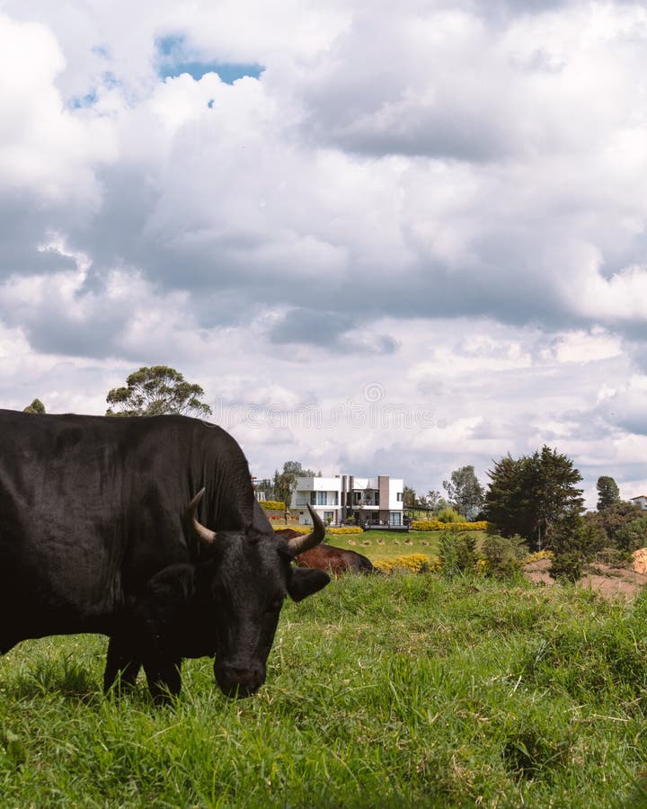 Vertical Shot of a Bull in a Large Field with a Modern House in the ...