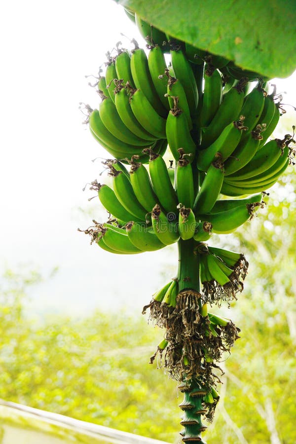 Vertical Shot of a Bunch of Green Banana Branch Stock Image - Image of ...