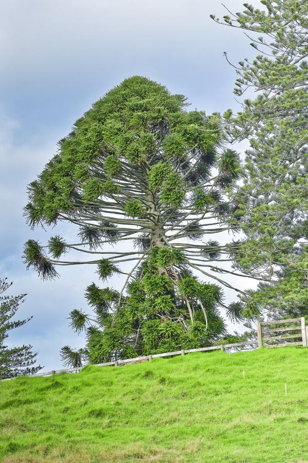 Bunya Trees Stock Photos - Free & Royalty-Free Stock Photos from Dreamstime