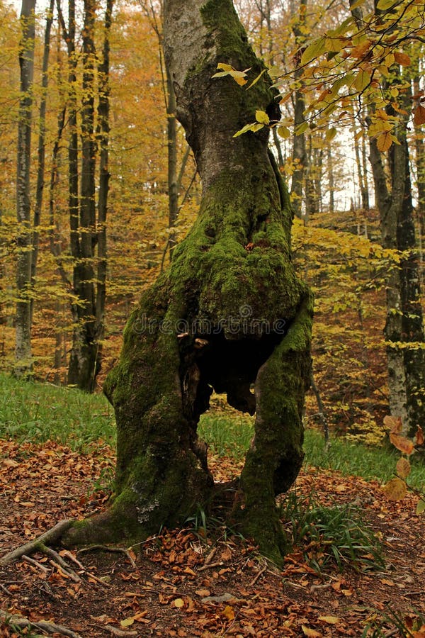 Vertical Shot of a Burl Tree Trunk in a Forest in Autumn Stock Photo ...