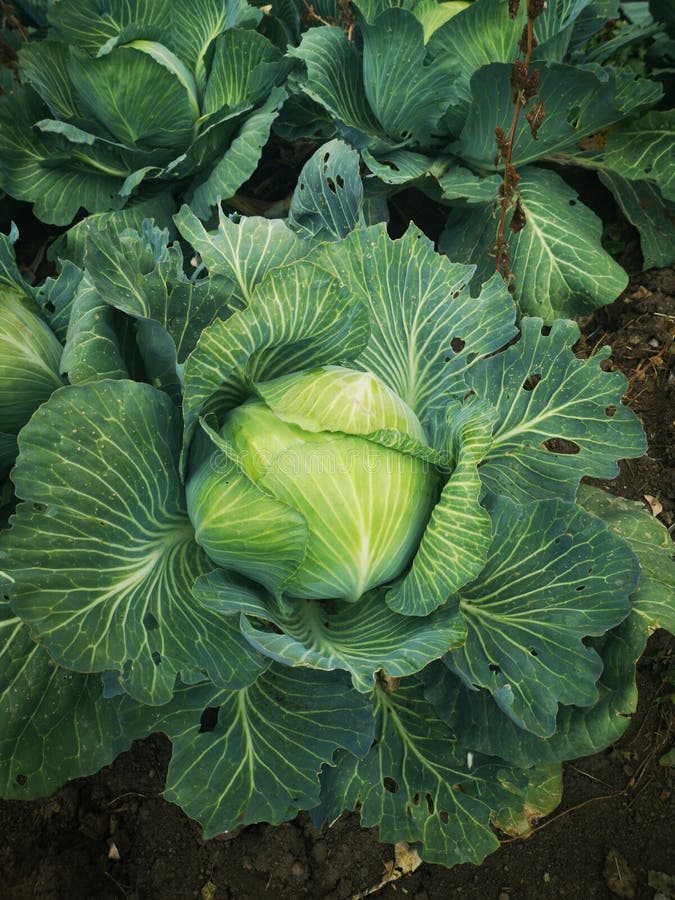 Vertical Shot of a Cabbage Plant in the Field Stock Image - Image of ...